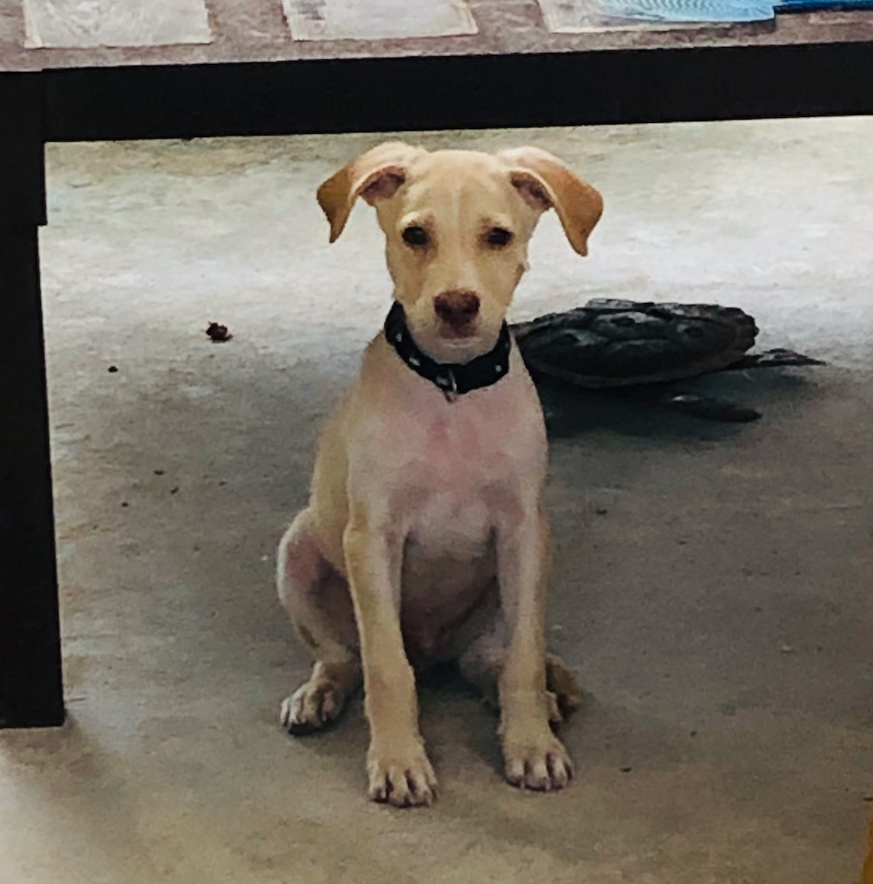 Help Us - Caye Caulker Humane Society